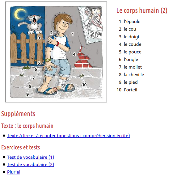 FLE en ESO: Le corps humain : vocabulaire