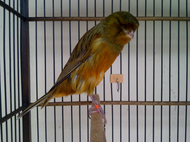 SEPUTAR BINATANG: JENIS - JENIS BURUNG KENARI