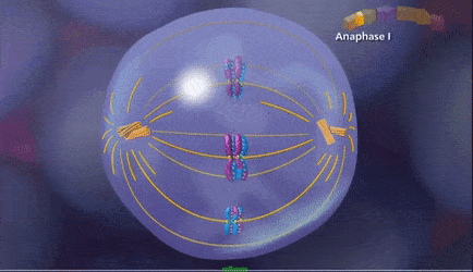 Meiosis Crossing Over And Variability 3d Animation