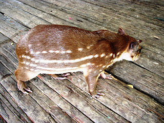 Asociación Movimiento de Unidad Sucrense - "MUS": Ecología: LA ...