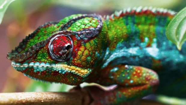 EPYH: Camaleones cambian de color gracias a "cristales inteligentes ...