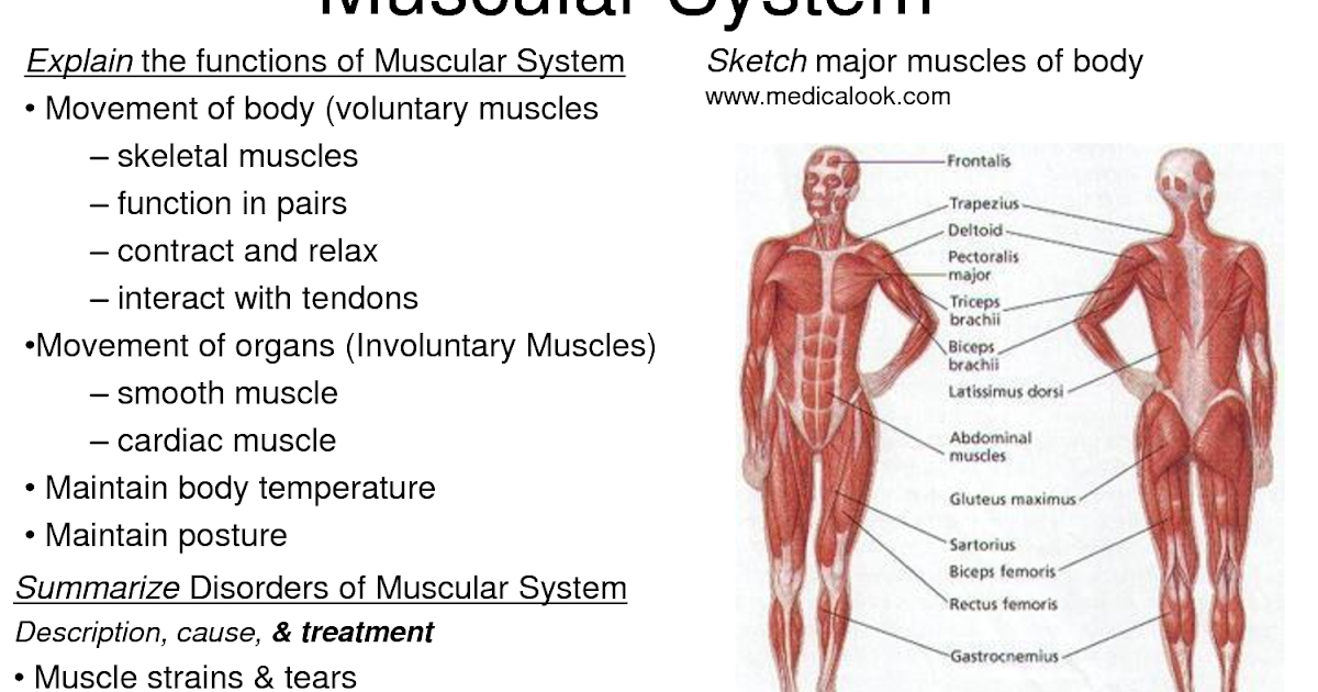 The Most Powerful Ways Muscle Structure And Function