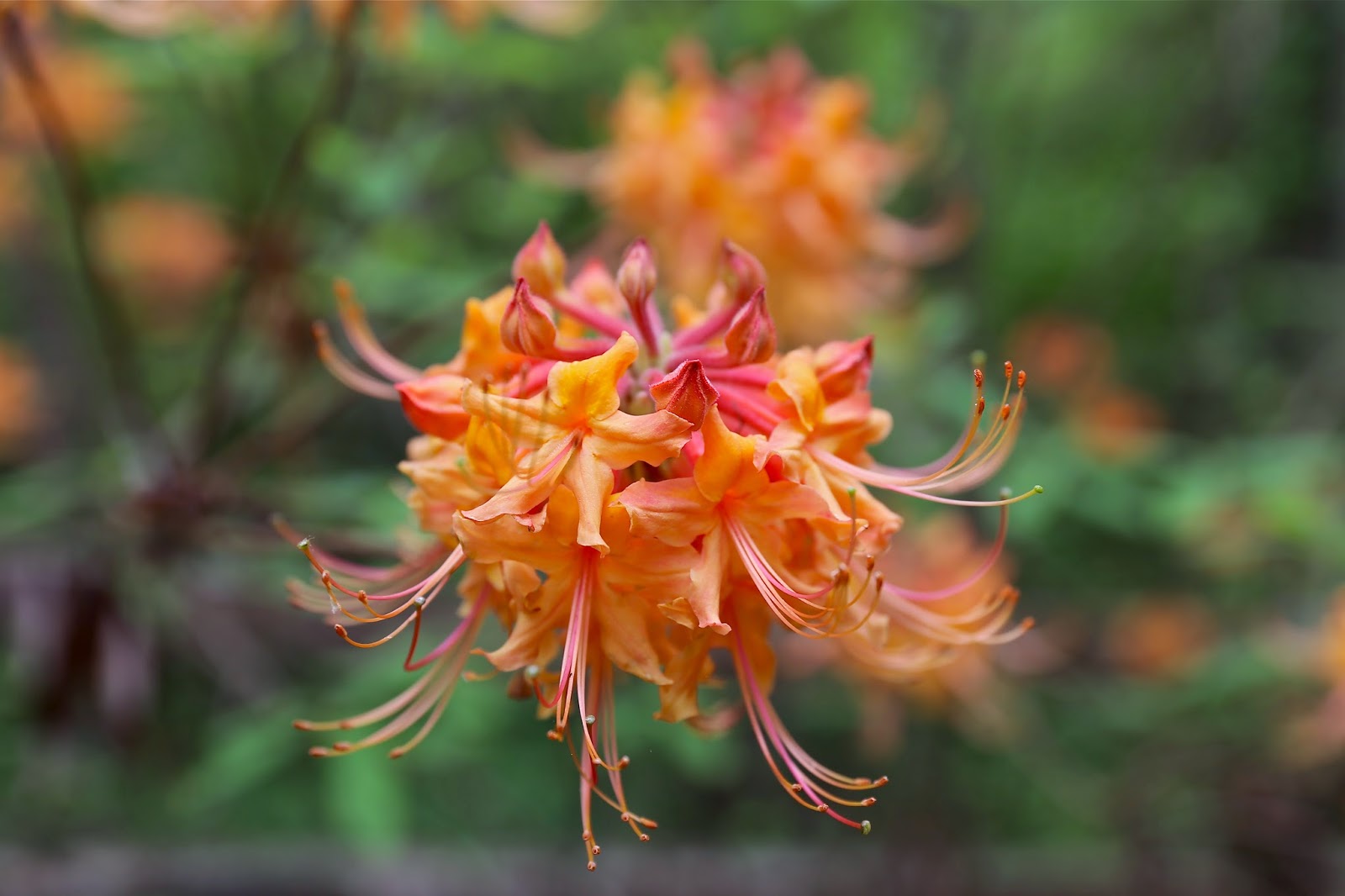 Sweet Southern Days: The Azaleas Are Blooming