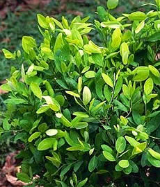 Epic World History: Coca