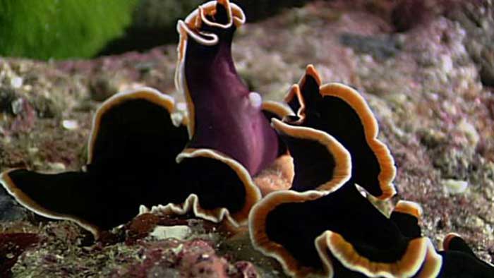 Flatworm Penis Fencing | Interesting Facts