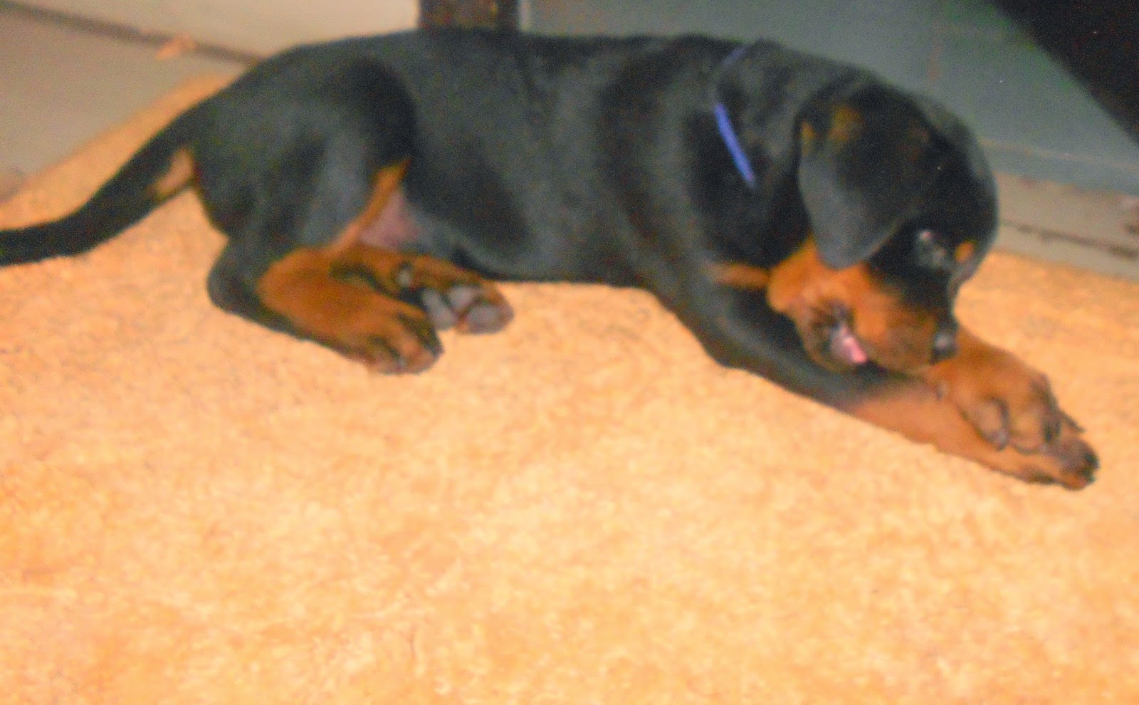 Leo - The Rottweiler: 11 Week Old Rottweiler Puppy