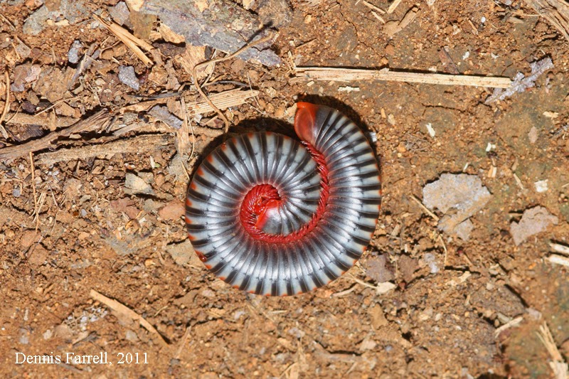 Living Thailand: Thai Rainbow Millipede (Tonkinbolus dollfusi)