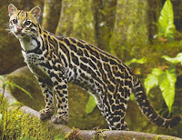 TODO LO QUE ME GUSTA DE LOS OCELOTES