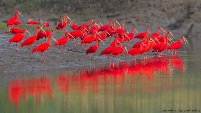 AVE GUARÁ VERMELHO - A única a colorir a natureza com com essa cor vibrante