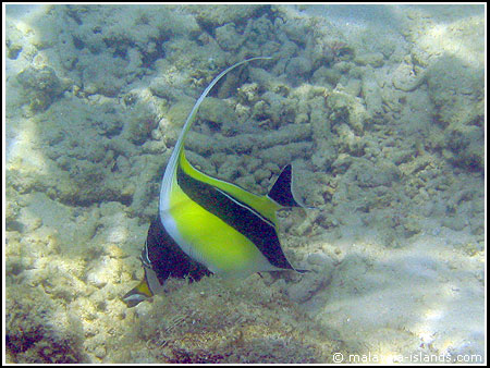 ♥My Story@LovesMeReadme♥: Snorkeling in Sapi Island