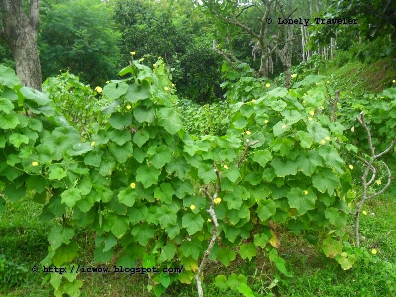 Jhinga Ful(ঝিঙে ফুল) - Luffa acutangula
