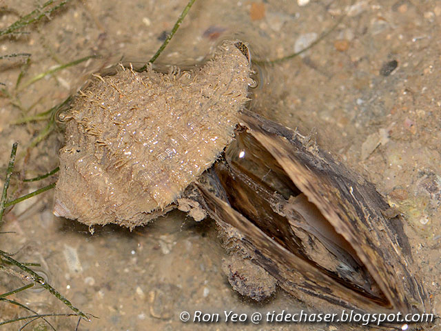 tHE tiDE cHAsER: Tritons & Trumpet Shell (Phylum Mollusca: Family ...