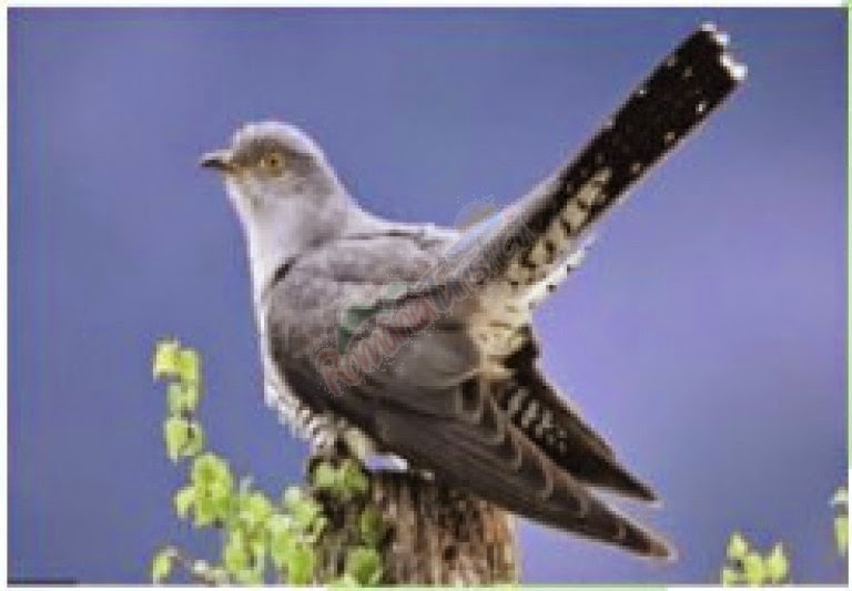 CLASA NOASTRĂ: Cucul