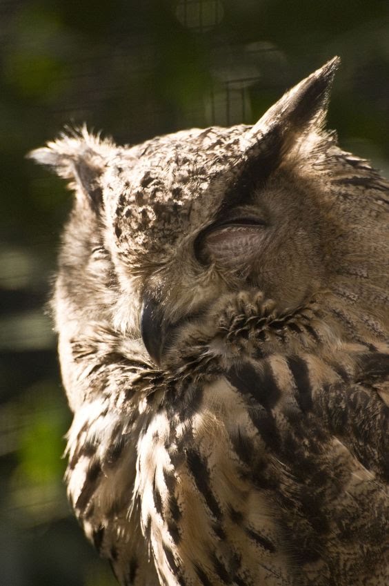 Smug Animals: September 2011