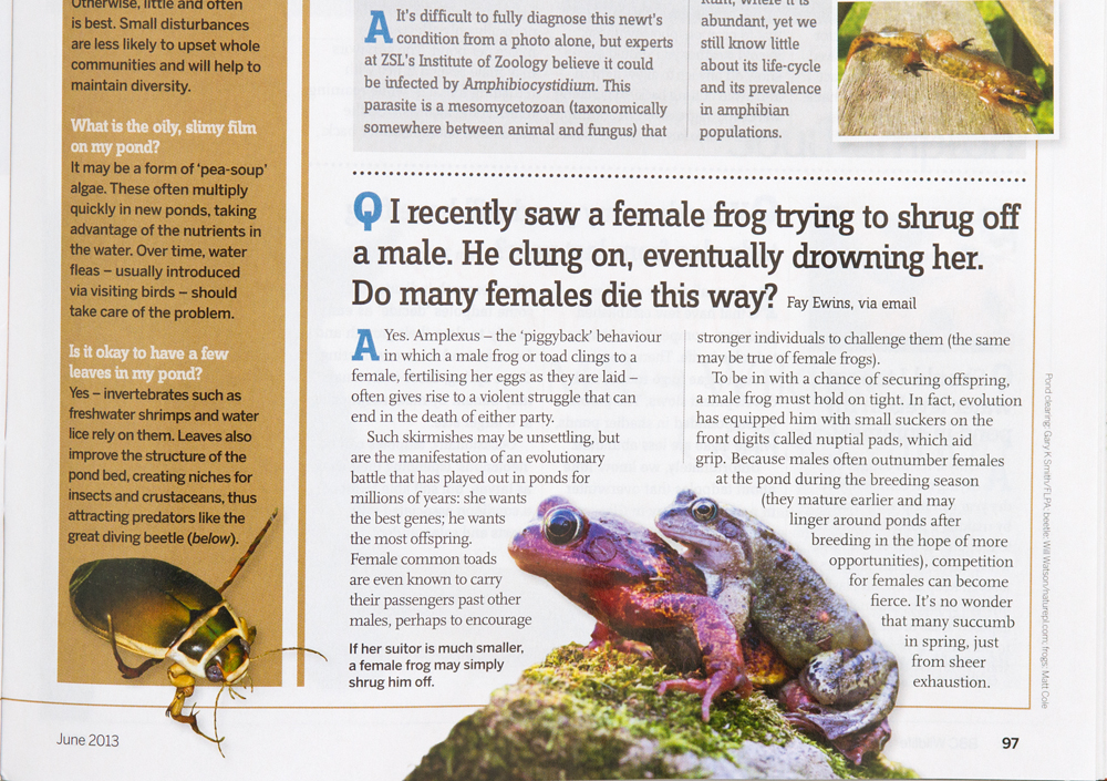 Matt Cole Macro Photography: Double Page Spread in BBC Wildlife Magazine