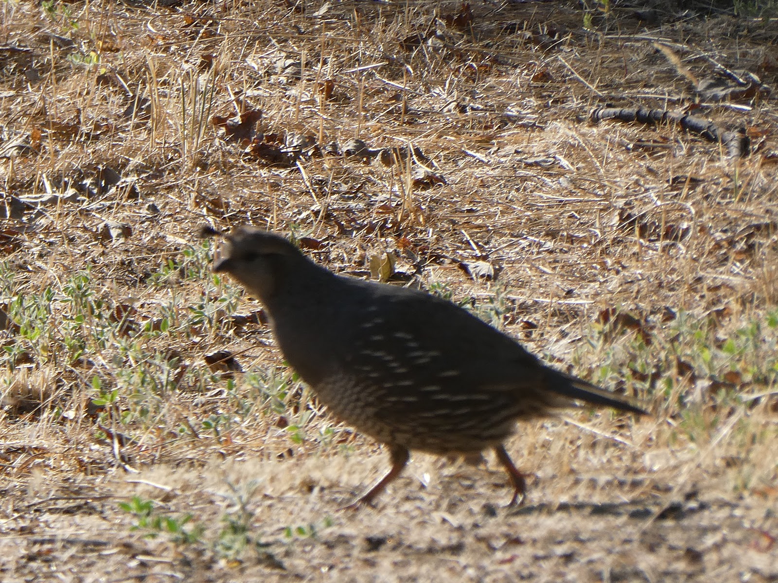 Birding Club of Delaware County: Birds of Tehachapi California - Aug 2018