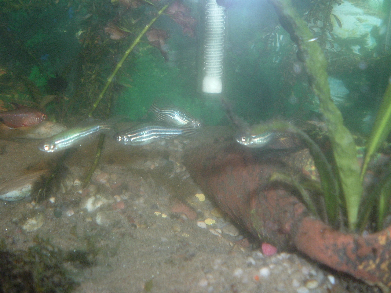 Akvaristika: Zebrice