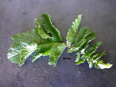 belles, sauvages et plus: la ravenelle, une plante sauvage et ...