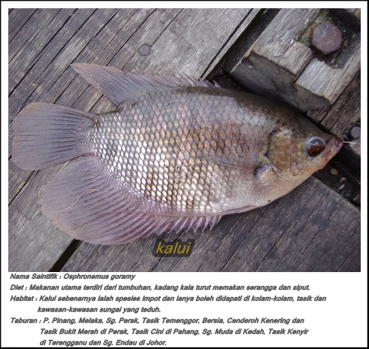 segalanya tentang kehidupan laut dan sungai: ikan kalui