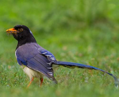 Yellow-billed blue magpie | Birds of India | Bird World