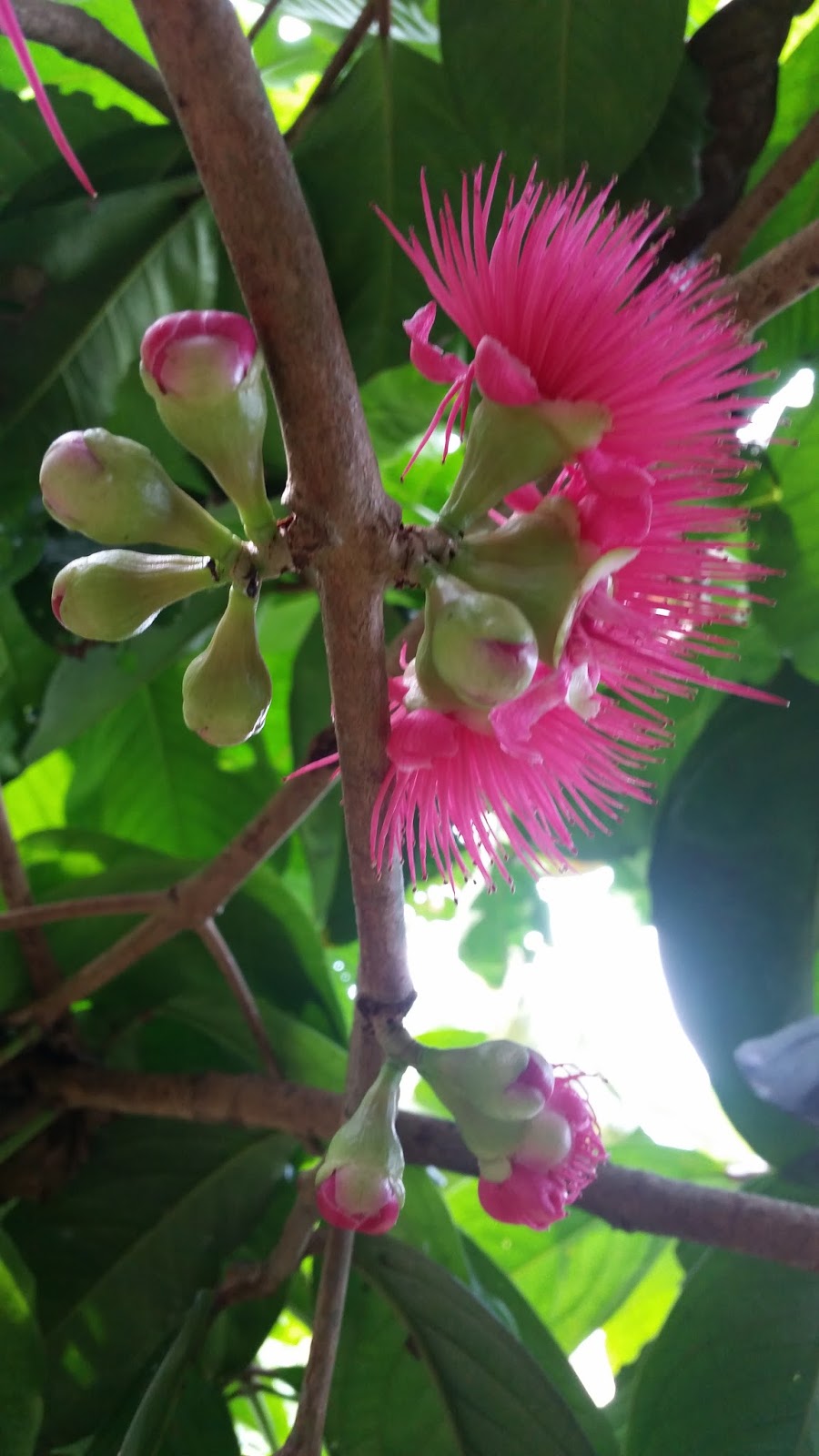 Warisan Petani: Pokok Jambu Bol Dah Berbunga.