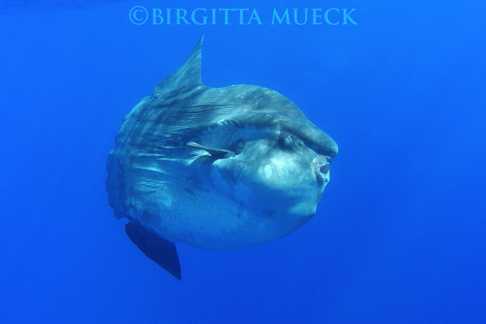 Birgitta Mueck Photography: Pelagic