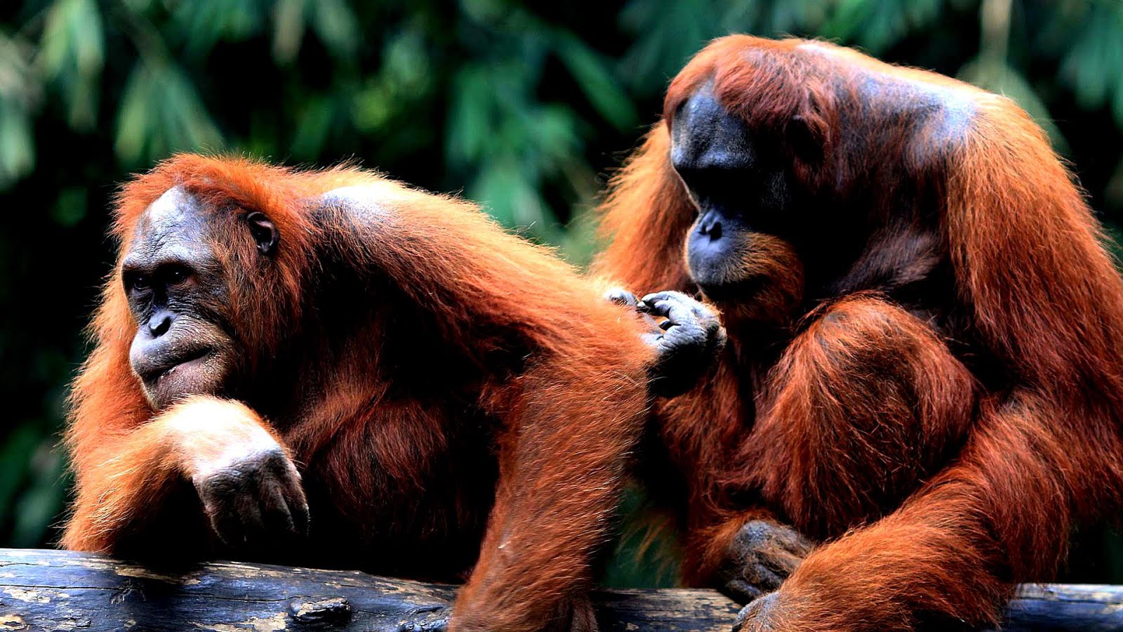 Are Orangutans Endangered Species - Danger Choices