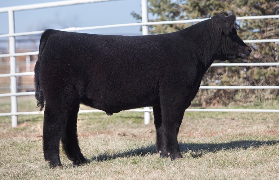 RCC Blog: Calves Selling at Curran Cattle Promotions