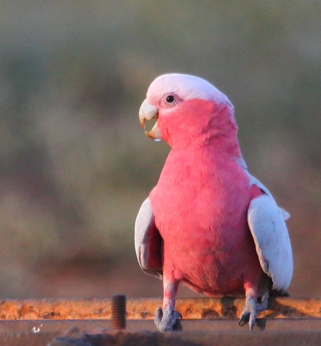 Richard Waring's Birds of Australia: Brown Quail and Galahs in the late ...