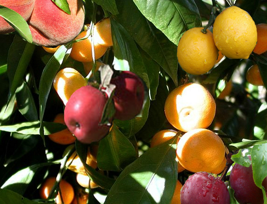 Bagaimana Sebatang Pokok Menghasilkan 7 Jenis Buah? |MyRokan