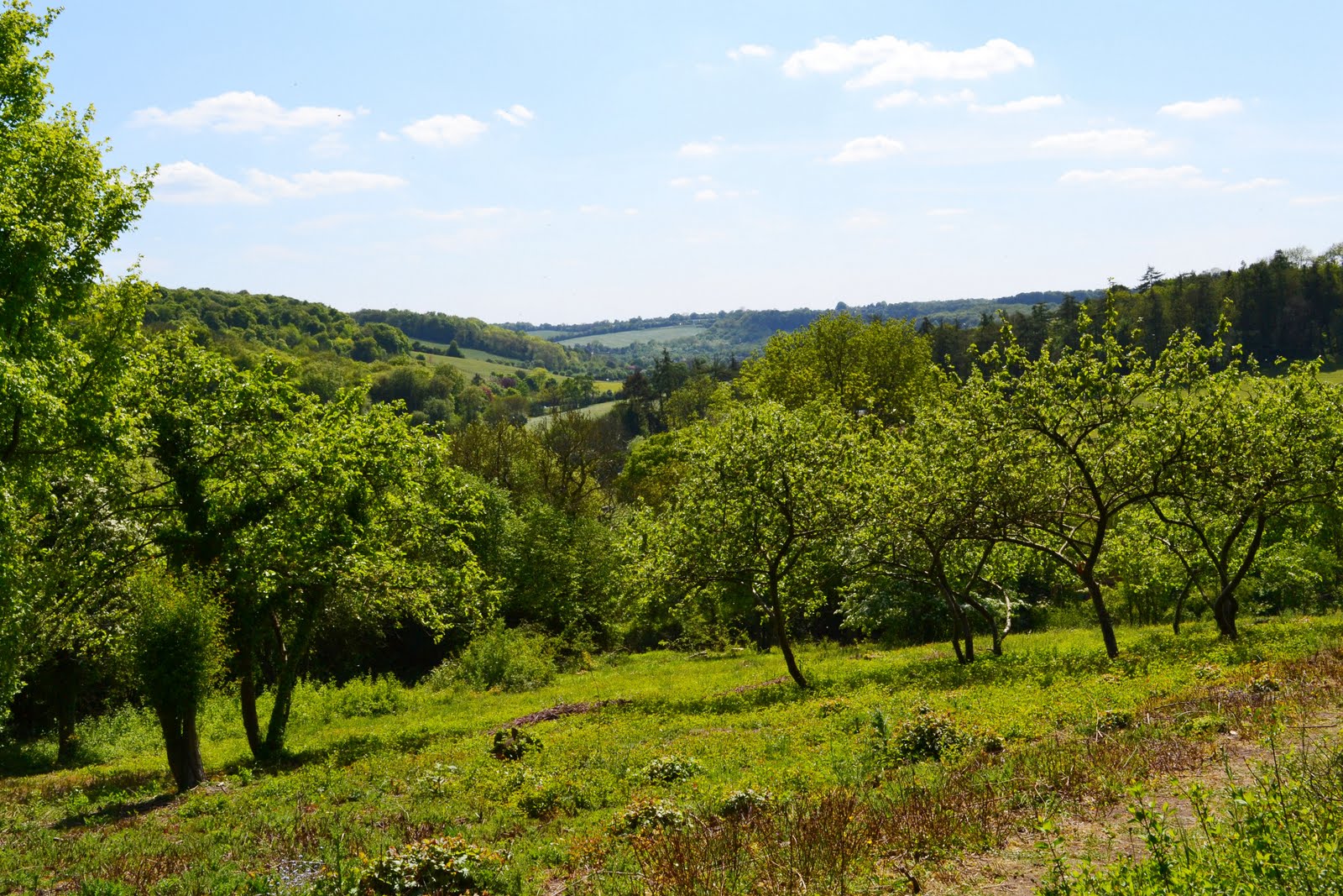 Walks among Flowers: Buckinghamshire: Round-Prestwood Walk (Chiltern ...