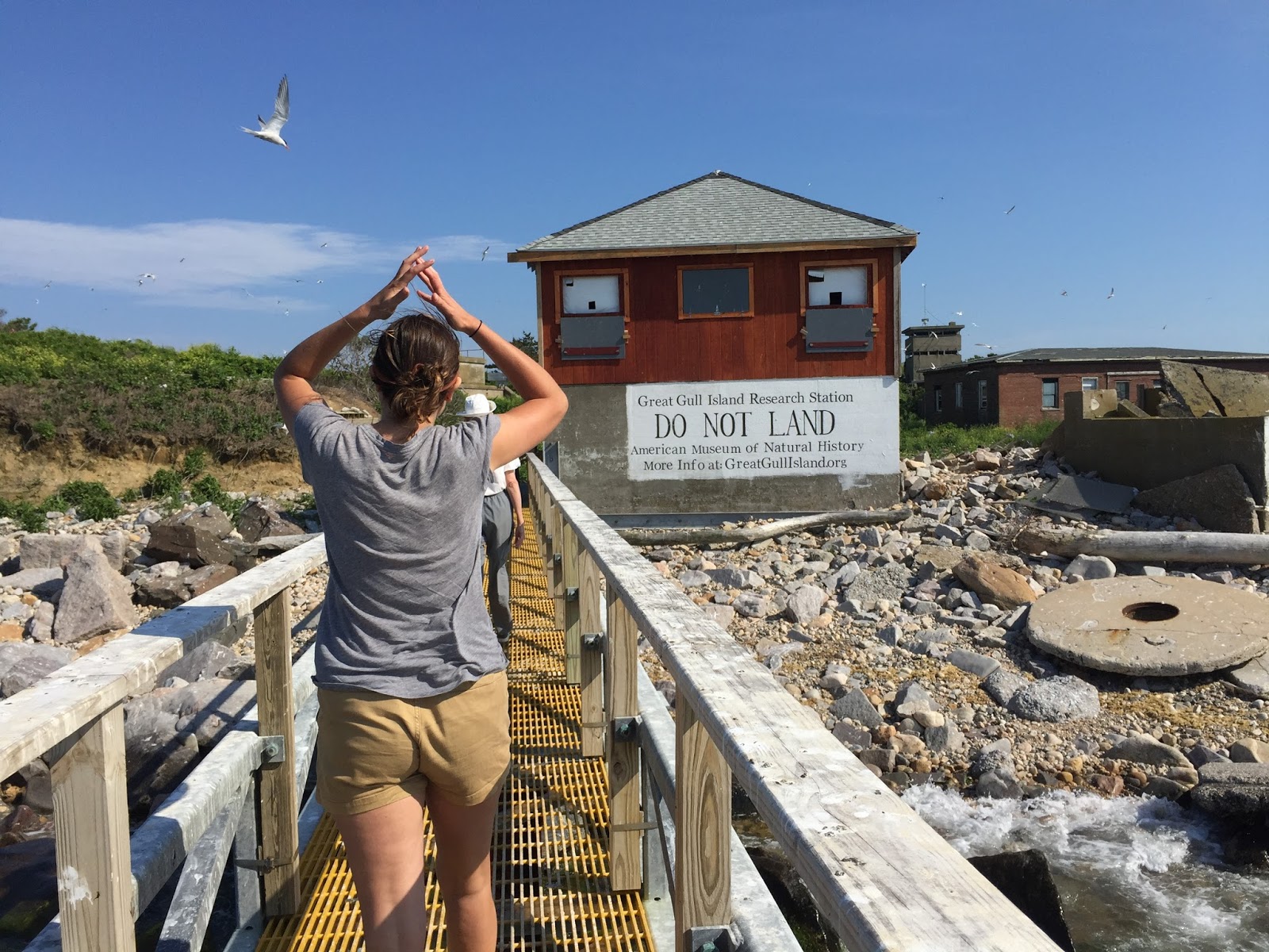 Snapshots of Nature: Great Gull Island: Part 1, the Island!