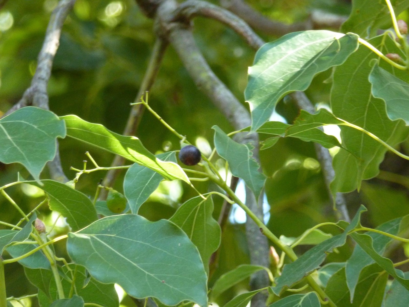 Árboles con alma: Alcanfor. Camforer. (Cinnamomun camphora) )