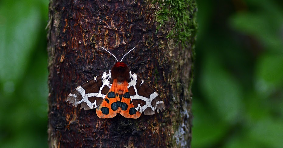 OBRAZY NATURY: Niedźwiedziówka kaja (Arctia caja)