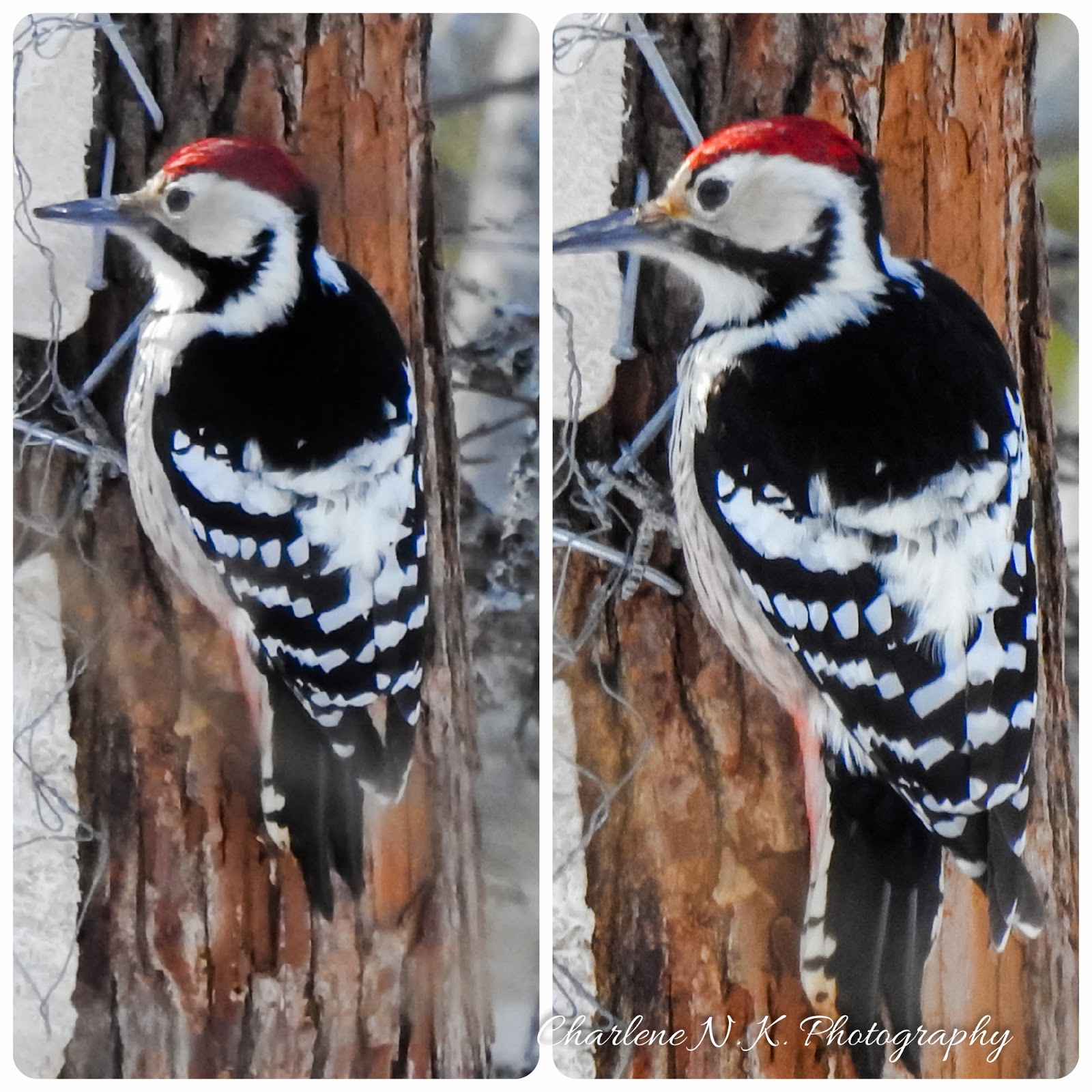 In Quest of a Scarce Bird |Blissful Solitary Wanderings