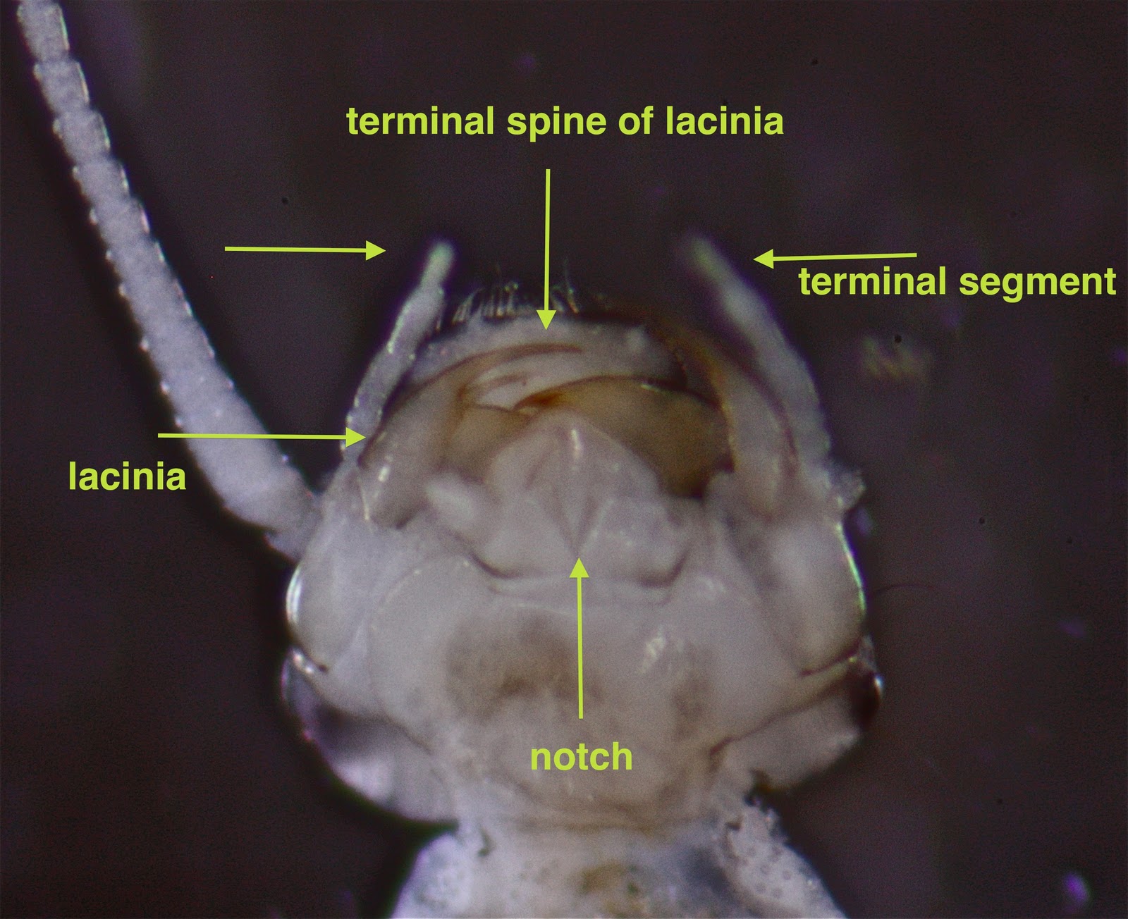 Aquatic Insects of Central Virginia: Returning to the Small Streams ...