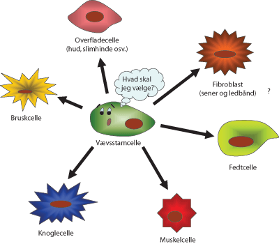 Stamceller - Science Projekt: 6 vigtige ting om stamceller
