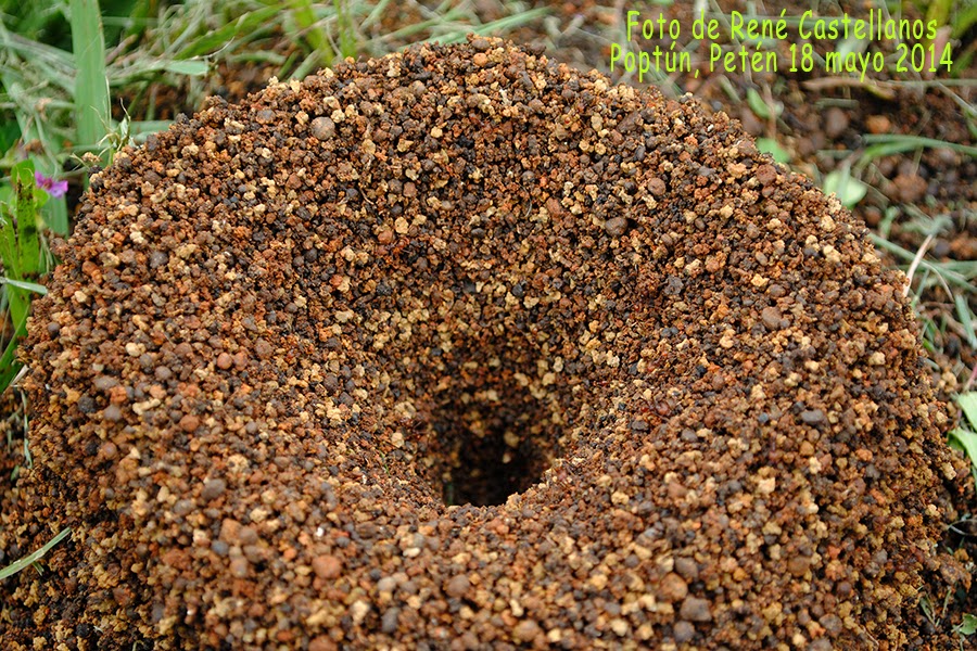 MADRIGUERA DE ZOMPOPOS ~ YORACA