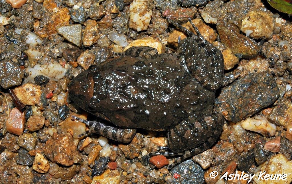 Australian Frogs Photography: KEUNEA PHOTOGRAPHY: Two Vulnerable Frogs ...