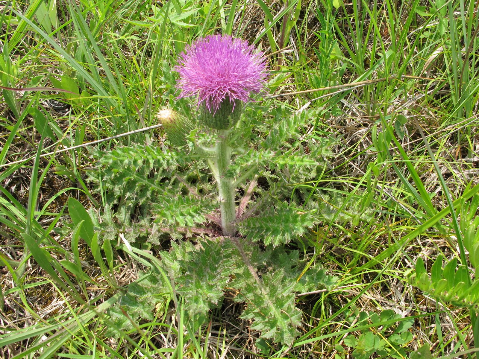 Blue Jay Barrens: Pasture Thistle