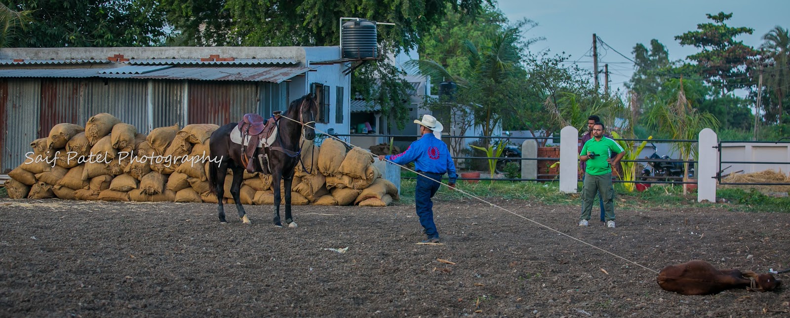 Riding & Writing...: Riding Marwari: Indian Cowboy Saif Patel