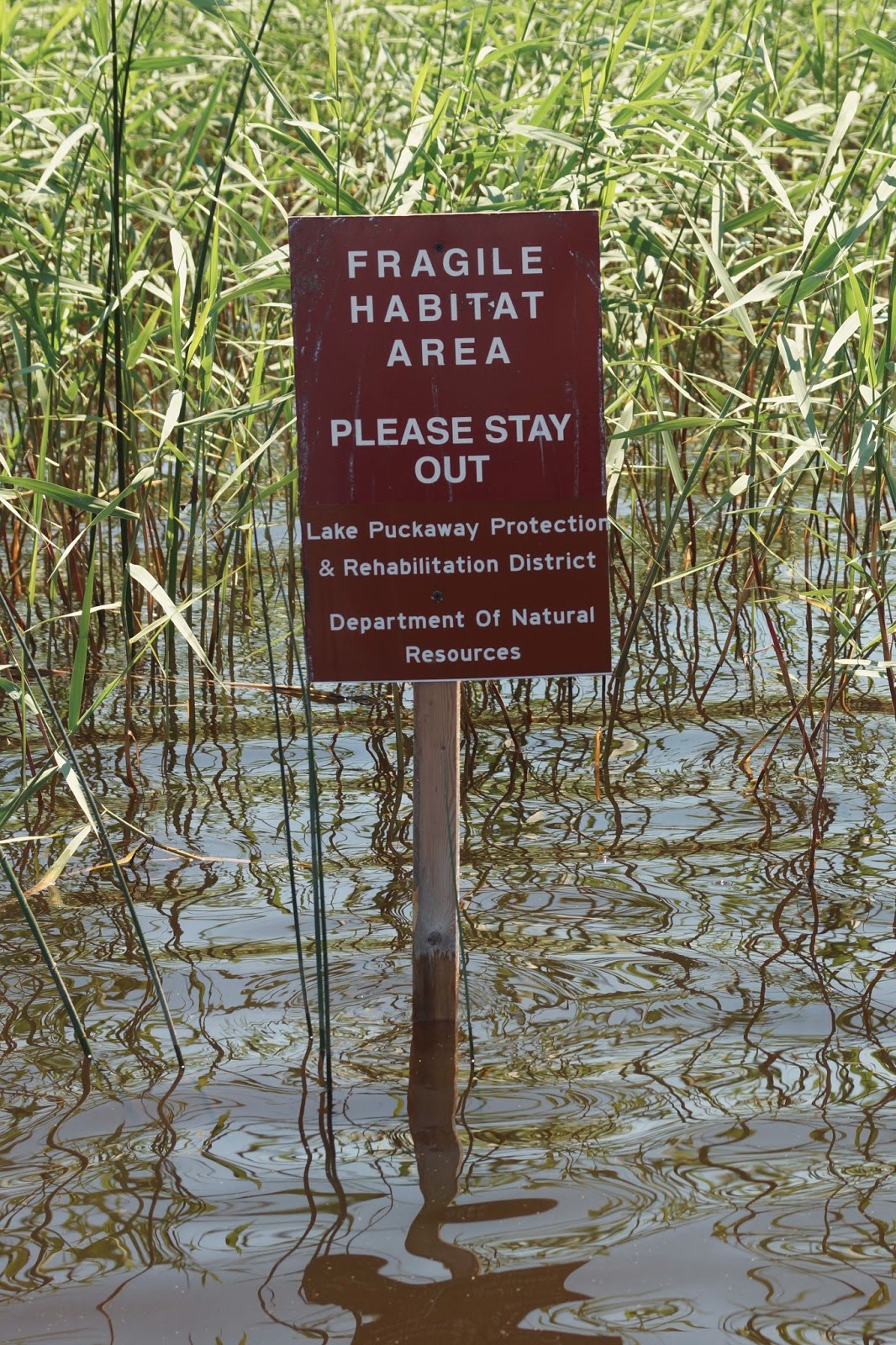 Lake Puckaway: Field Notes: Timber Breakwall and Fragile Habitat Signs