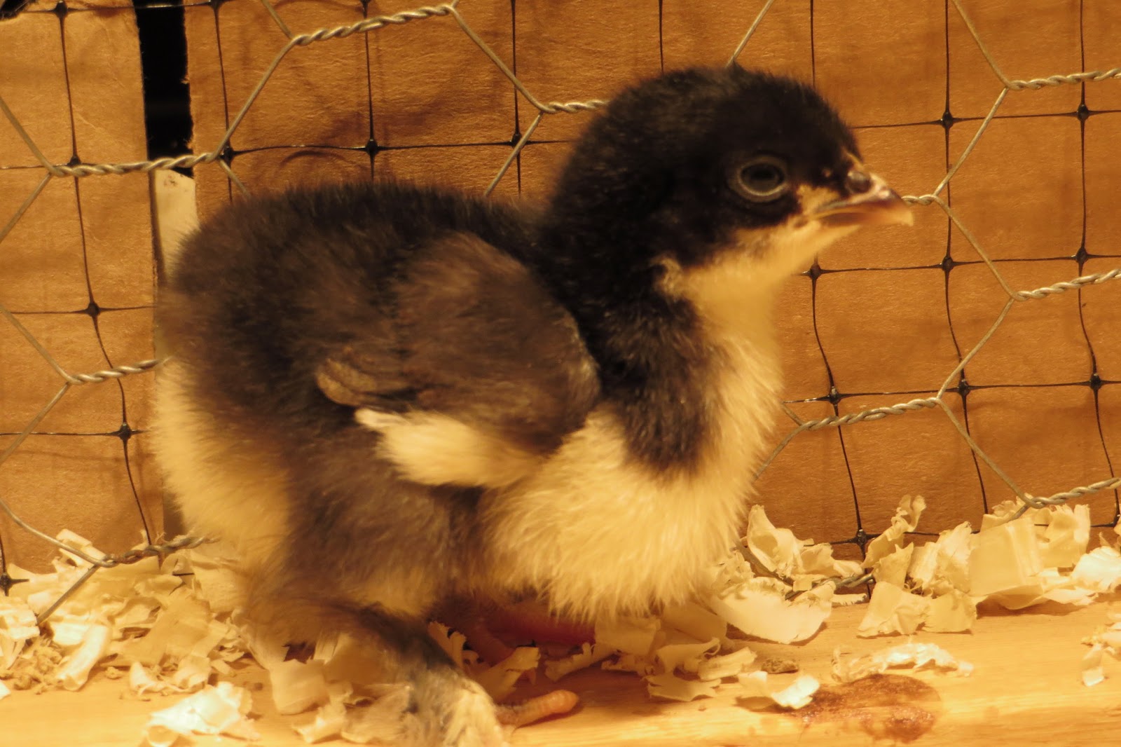Feather Feet & Vulture Hocks: Updated Chick Guesses