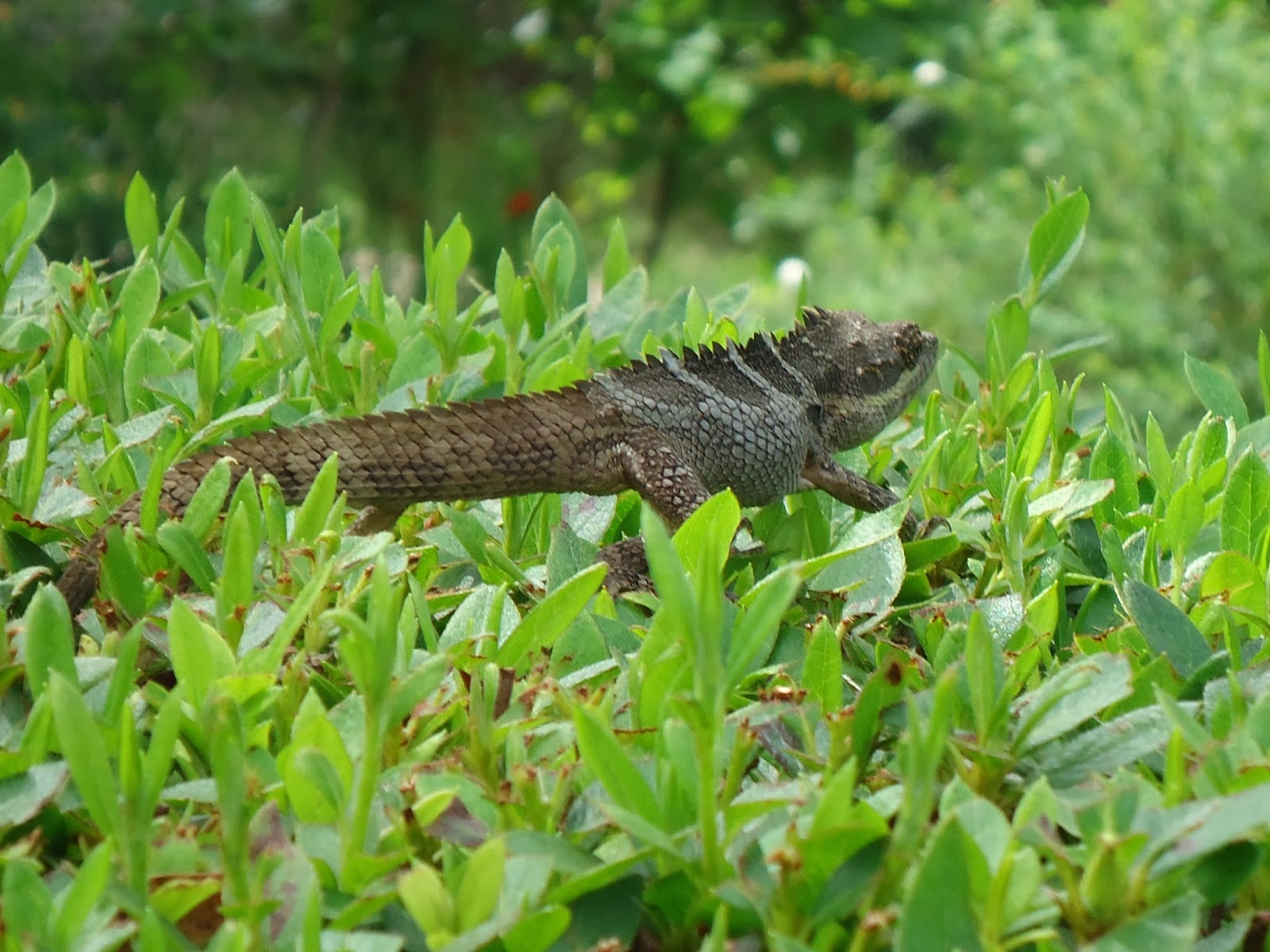 Photokalem - புகைப்படகளம்: Different actions of Indian lizard