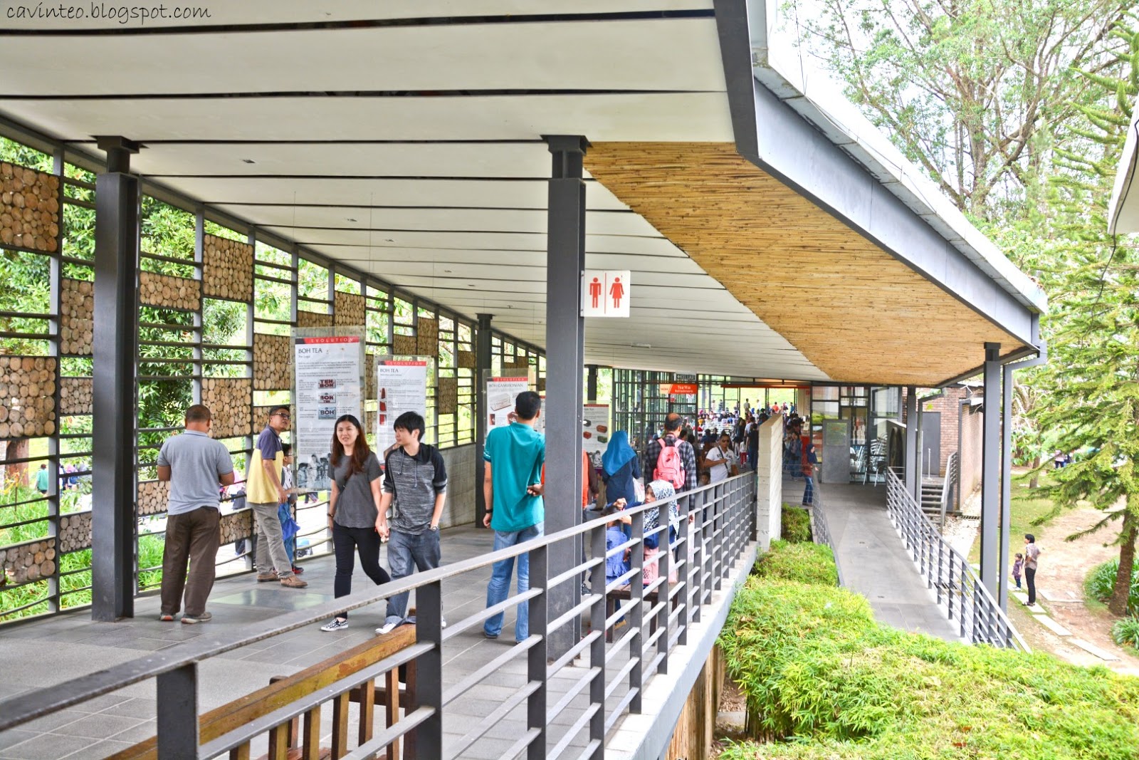 Entree Kibbles: BOH Tea Centre - Cafe with a Spectacular View, "Ummph ...