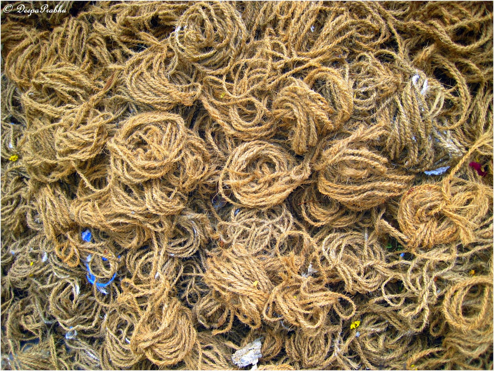 Saturday Photohunt - Entwine - Random Photography