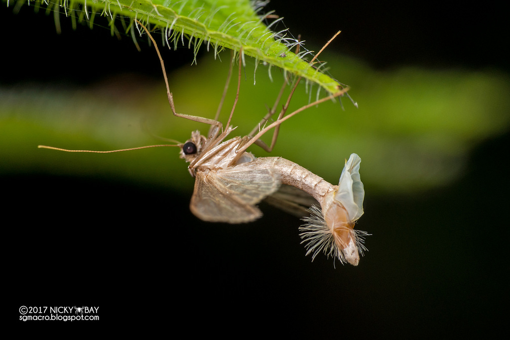 Bug Eric: Another Viral Moth Video....