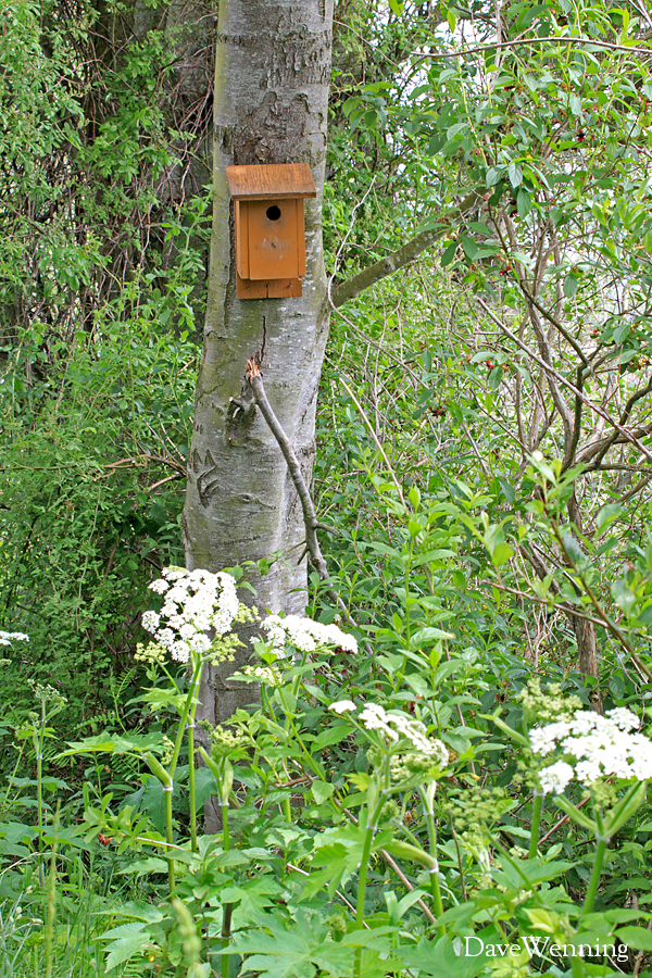 The Nest Box Trail