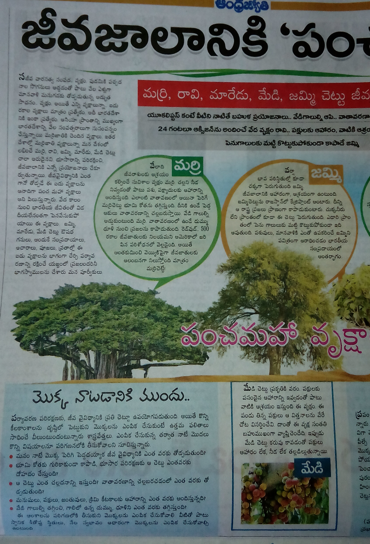 AGRICULTURE INFO: JEEVAJALANIKI PANCHAPRANALU - MARRI,RAVI,MAREDU,MEDI ...