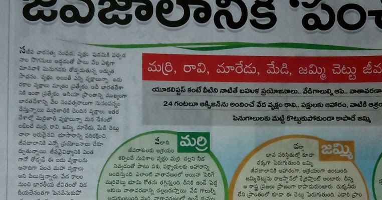 AGRICULTURE INFO: JEEVAJALANIKI PANCHAPRANALU - MARRI,RAVI,MAREDU,MEDI ...